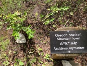 The Arley Sue Hagman Nature Garden - Welcome to the Priest Lake Museum