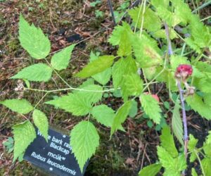 The Arley Sue Hagman Nature Garden - Welcome to the Priest Lake Museum