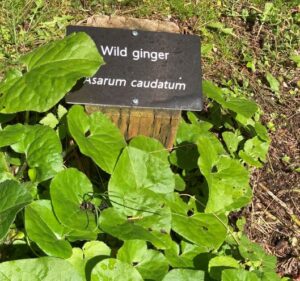 The Arley Sue Hagman Nature Garden - Welcome to the Priest Lake Museum